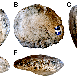 Patella of Pierolapithecus catalaunicus.