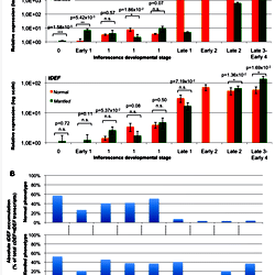 Real-time qPCR quantitation of cDEF and tDEF transcript accumulation in ...