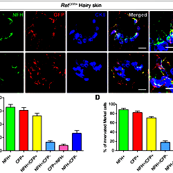 Neonatal touch dome Merkel cells are innervated by Ret+ and NFH+ fibers.