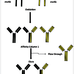 Schematic representation of production and purification of Bispecific ...