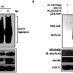 Formation of MAVS aggregates during Rotavirus infection.