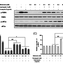 Phosphorylation of PERK and eIF2α proteins in B16F10 cells after ...