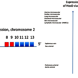 Schemata of HOXD expression patterns according to cellular distance ...