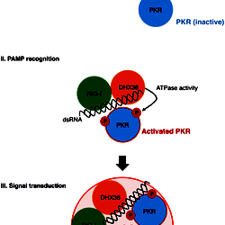 Model for functional role of DHX36 in antiviral signaling.