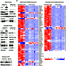 Validation of proteomics data.