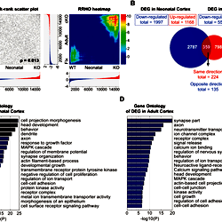 SATB2 exerts differential transcriptional effects in neonatal vs adult ...