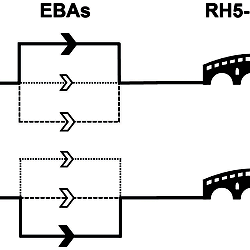 A molecular understanding of invasion leads to the identification of ...