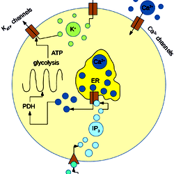 Diagram of the Integrated Oscillator Model (IOM).