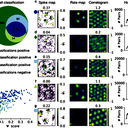 Classifying grid cells with the spike-based and the correlogram-based ...