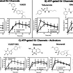 Influence of Kir channel modulators to the secretory activity of the A ...