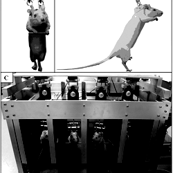Harness system for bipedal walking and posture in rats.