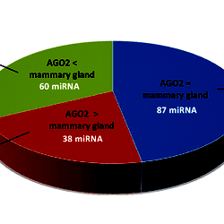Characterisation of mouse AGO2-RISC loading.