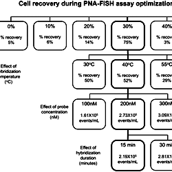 PNA-FISH assay optimisation flowchart using pure bacterial culture.