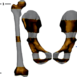 Example of proximal, middle, and distal bone regions for incomplete ...