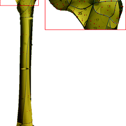 The Musculoskeletal Atlas Project Client statistical shape model for ...