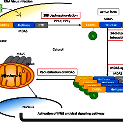 Illustration the proposed model of MDA5 activation.