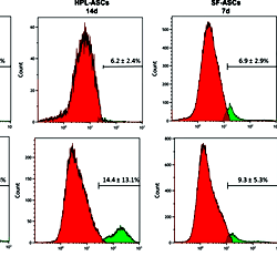 Tenomodulin expression on hPL-ASC and SF-ASC surfaces.
