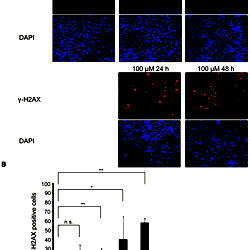 Immunofluorescent staining of γ-H2AX.