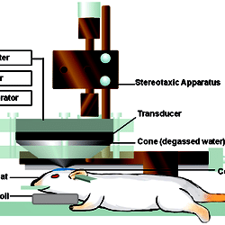 Schematic of the FUS system setup for BBB disruption in rats.