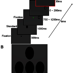 Experimental design and stimulus presentation.
