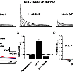 Oxidation by tBHP, a membrane-permeant analog of H2O2, reversibly ...