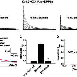 Diamide specifically react with cysteines and produces the same effects ...