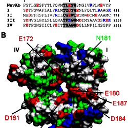Sequence and structure of NaV1.4.