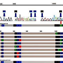 Double peaks from Sanger sequencing electropherogram of the 16S rRNA ...