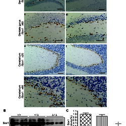 Detection of neuroectodermal and neural stem cells.