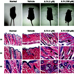 Morphological findings on the back of mice (A).