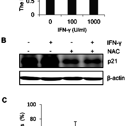 Involvement of Reactive Oxygen Species (ROS) in the IFN-γ induced ...