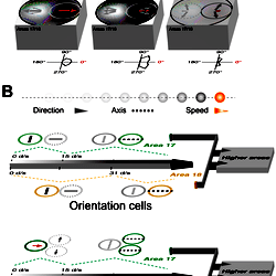 A neuronal mechanism for the processing of random-dot motion in areas ...