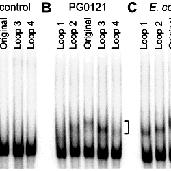 Permutations of the 2-nucleotide loop structure along the inverted ...
