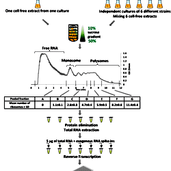 Polysome profiling experiment at a glance.