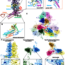 MCP structure and three types of capsid floor-defining MCP-MCP ...