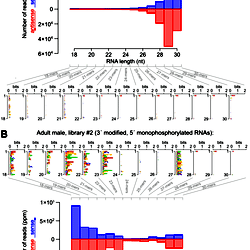 Size distribution and sequence logos for transcriptome-matching small ...