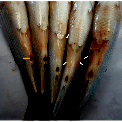 Fish injected with pathogenic bacteria Aeromonas hydrophila showing one ...