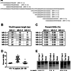 Optimization of TALEN design.