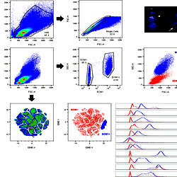 ECM1 FISH-Flow cytometry.