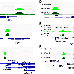 ATF-7 binds to regulatory regions of key regulators of stress physiology.