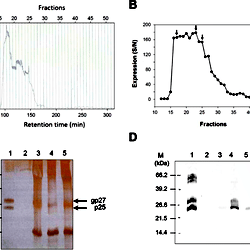Isocratic column gel filtration.