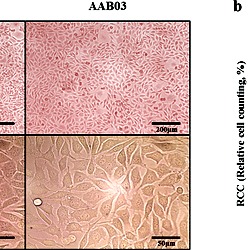 ISO 10993–5 determination of cytotoxicity.