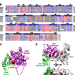 Overall structure of MsCS.
