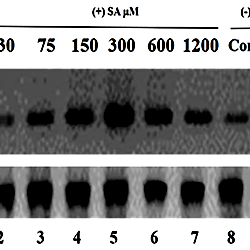Expression profile of GGPPS after induction by SA.