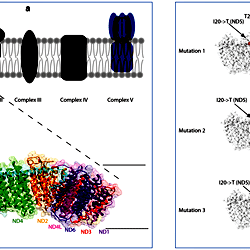 Our predicted models of the African elephant complex I.