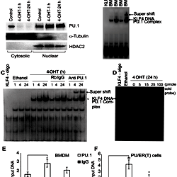 PU.1 binds specifically to KLF4 promoter during differentiation of ...