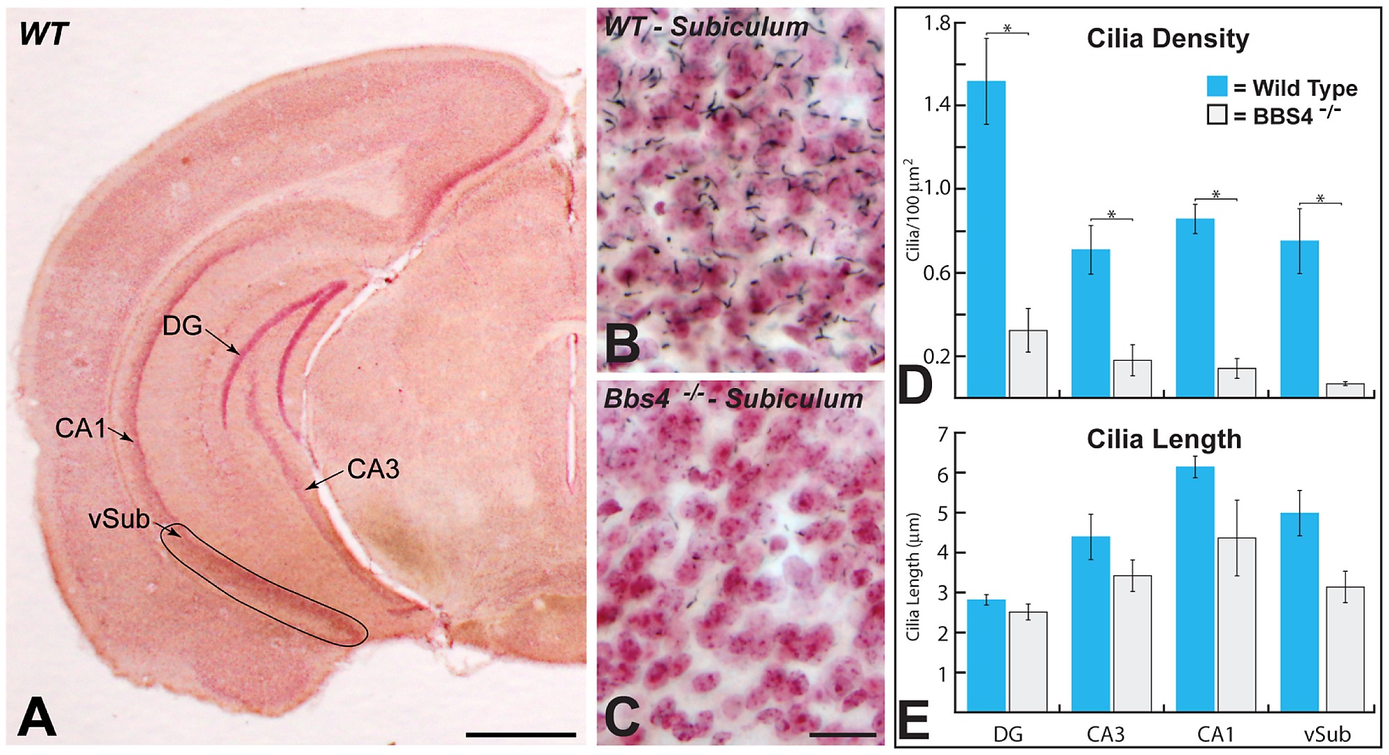 Mouse Hippocampus Histology Hippocampal Morphology Of The Four Rodent