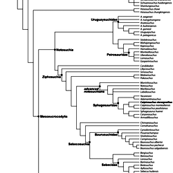 Phylogenetic relationships of Notosuchia within the context of ...