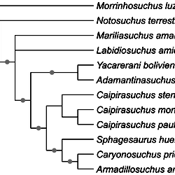 Phylogenetic relationships of advanced notosuchians.