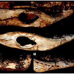 Mandibular characters of sphagesaurid notosuchians in lateral view.